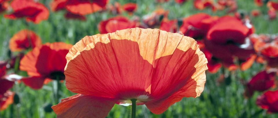 Red Poppies in the median of Virginia highways. | Shutterbug